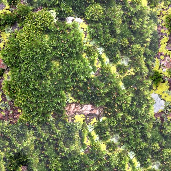 xyz mtextur - Moos 01 | Free CAD- & BIM-Textur